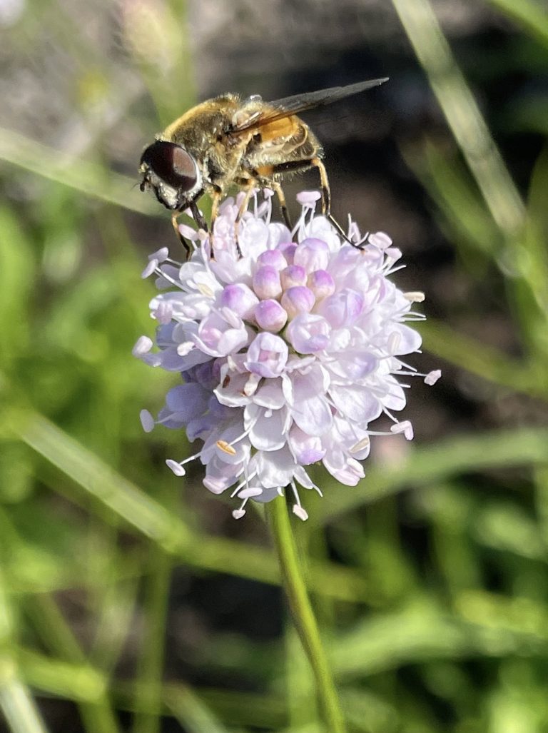 Succisella inflexa 'Frosted Pearls' - Noorderbloemen